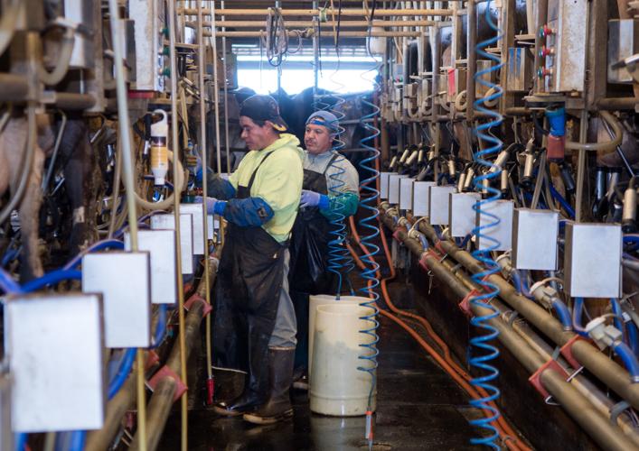 Young dairy farmer competing for national honor | Local News | goskagit.com