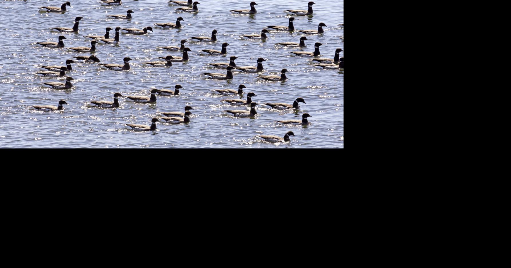 Three-day brant hunting season set for Skagit County | Environment ...