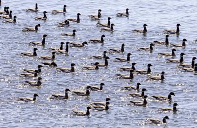Three-day brant hunting season set for Skagit County | Environment ...