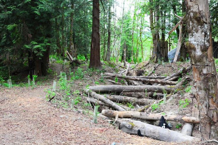 Town of Hamilton critical of Home Trust of Skagit's development plan ...