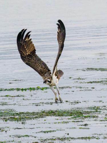 11-02 Skagit Views | Living | goskagit.com