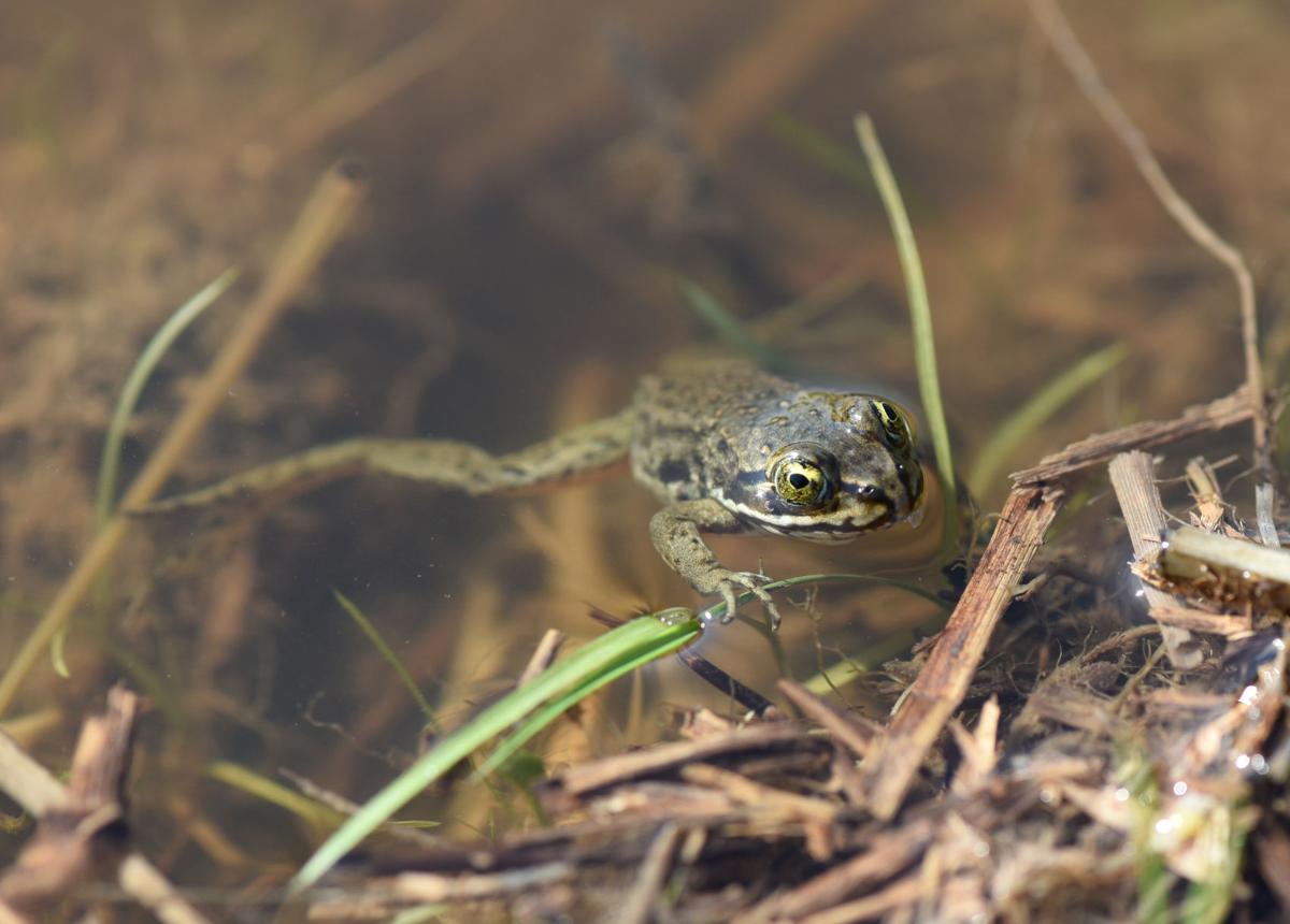 Work being done to restore habitat for the Oregon spotted frog | Local ...