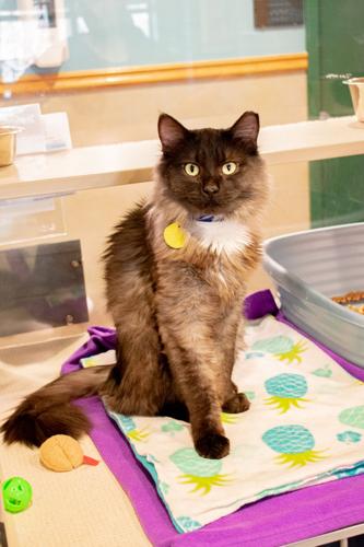 NOAH coming up on 20 years of pet rescue, adoption | Pets | goskagit.com