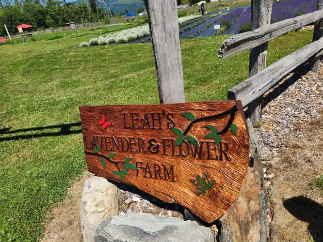 Local lavender farm returns for second year | Business | goskagit.com
