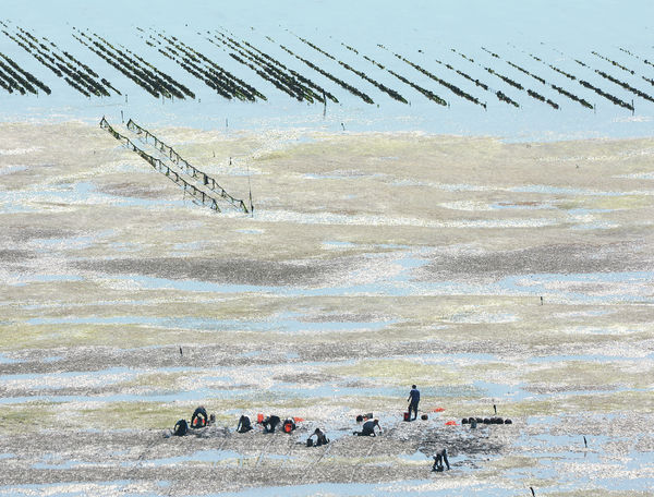 Samish Bay oyster harvest suspended for summer | All Access | goskagit.com