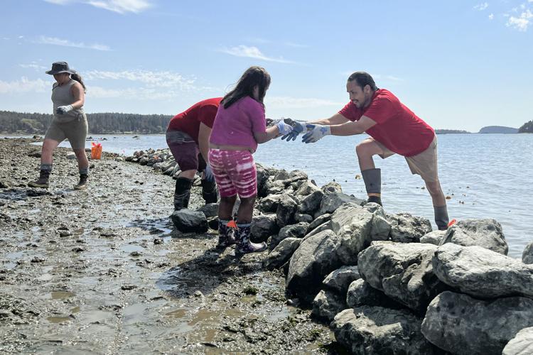 Swinomish tribe building first modern clam garden in the U.S ...