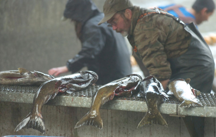 Samish Hatchery | Gallery | goskagit.com