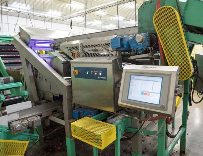 Potato harvest begins in Skagit Valley | Local News | goskagit.com