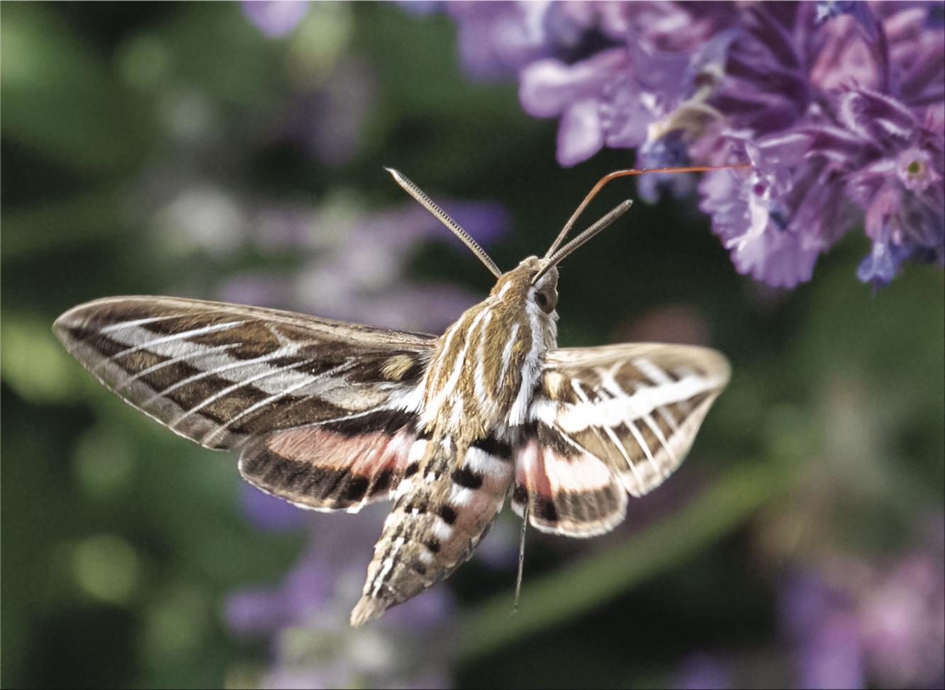 Moth expert shares tips at Camano event for attracting moths ...