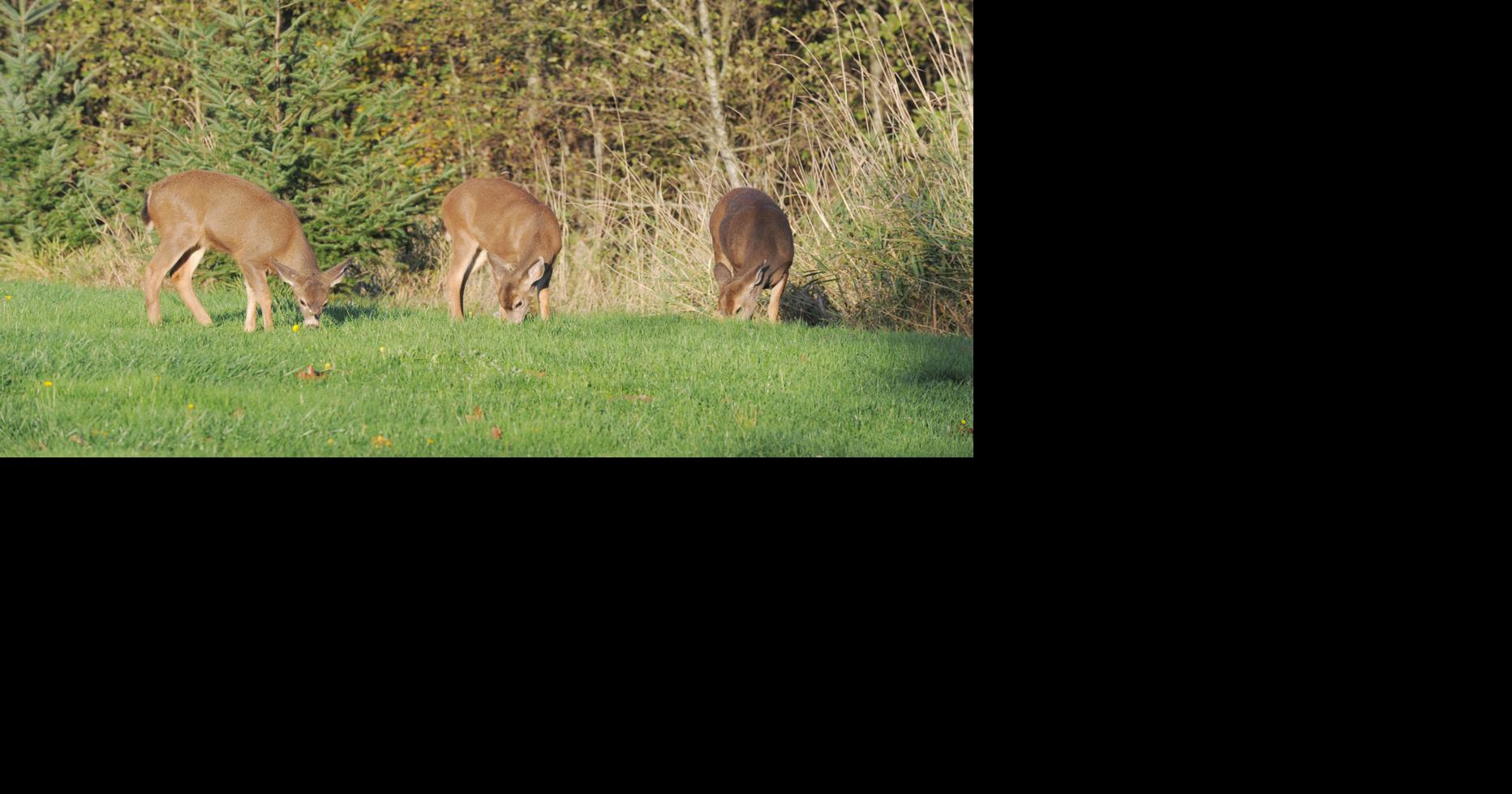 State uses decoys to catch deer poachers | News | goskagit.com