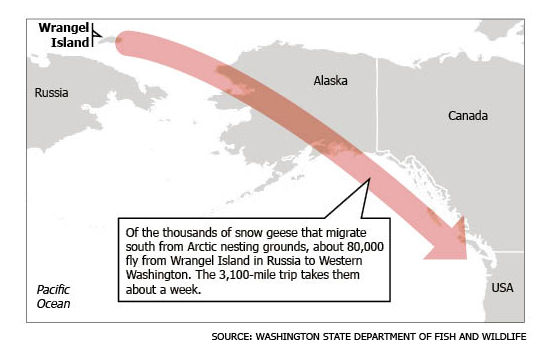 From Russia to the Stilly: Local snow geese make amazing journey | News ...
