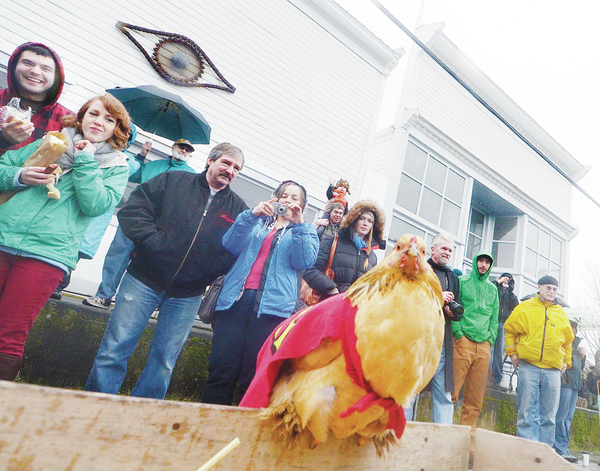 Chickens on parade in Edison | All Access | goskagit.com