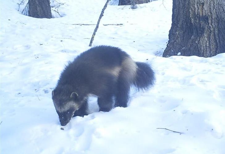 Long-awaited decision looms for protection of wolverines | News ...