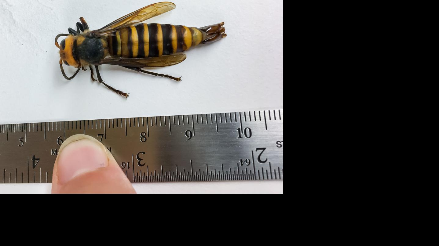 Trapping continues for the Asian giant hornet | Local News | goskagit.com