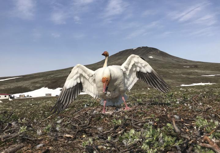 Russian biologist has gained an understanding of snow geese | Local ...