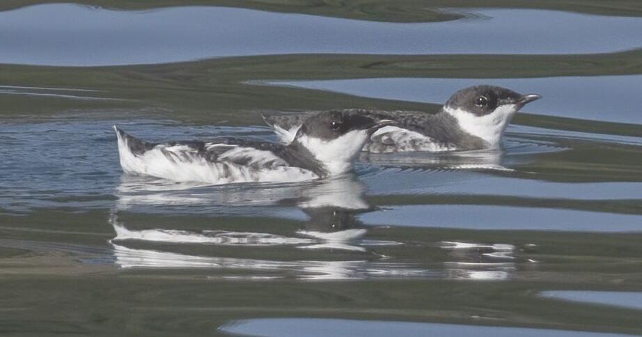 State proposes keeping marbled murrelet on endangered list ...
