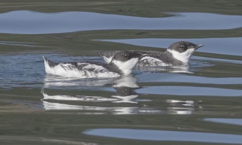 Volunteers search for endangered marbled murrelets | Environment ...