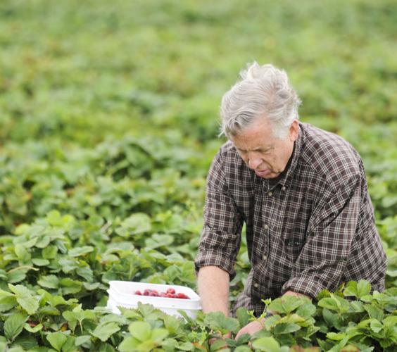 Free strawberry picking at Sakuma Bros. Farm | Gallery | goskagit.com