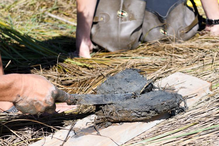 Study in Port Susan shows wetland restoration increases carbon ...