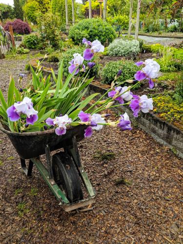 Ask the Master Gardener: The magic of irises, the backbone of a ...