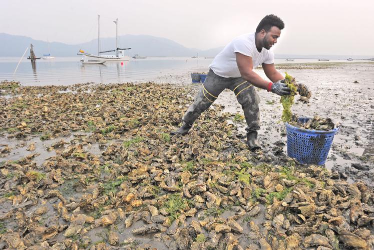 Shellfish harvest resumes in Samish Bay | Environment | goskagit.com
