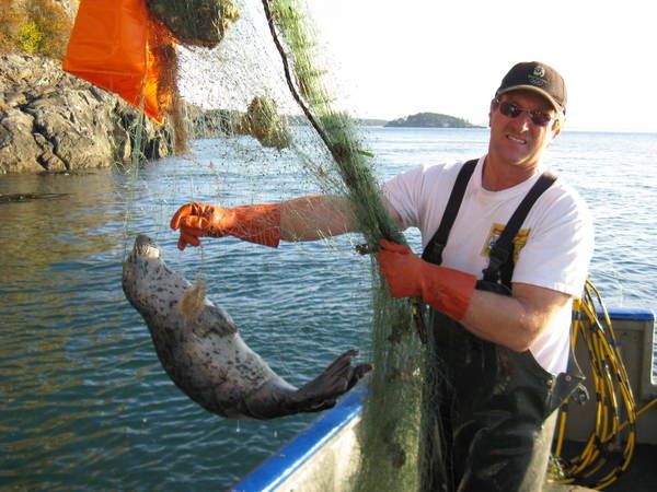Derelict net removal spares wildlife, protects rockfish | All Access ...