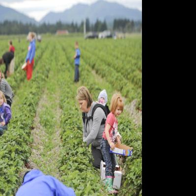 Free strawberry picking at Sakuma Bros. Farm | Gallery | goskagit.com