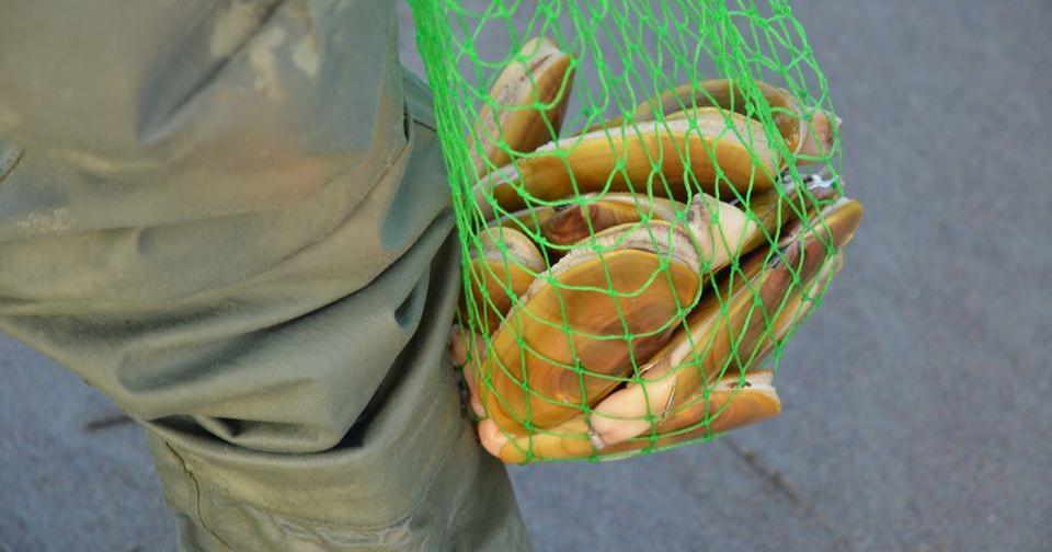 Spring razor clam digs return to coastal beaches starting Saturday ...
