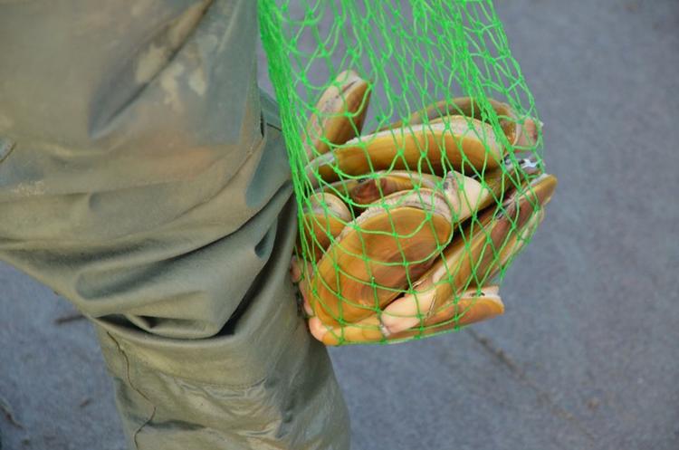 Numerous coastal beaches open Monday for razor clams | Local News ...