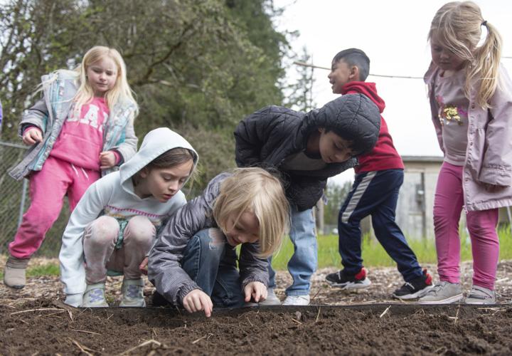 Sedro-Woolley elementary schools begin planting in school gardens ...