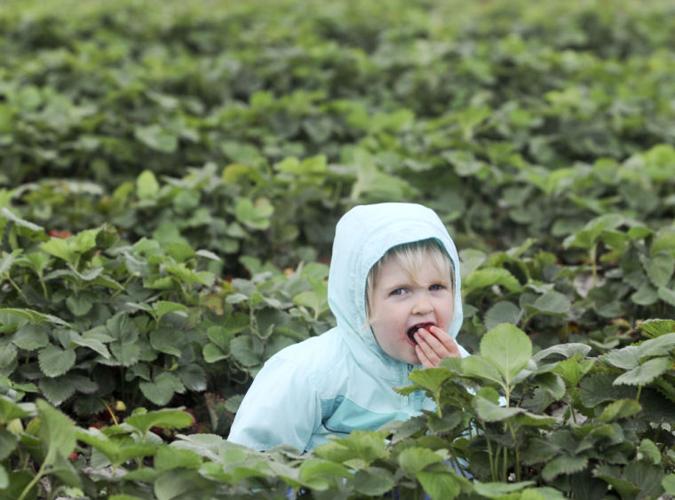 Free strawberry picking at Sakuma Bros. Farm | Gallery | goskagit.com