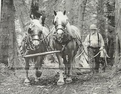 News Files: Church Creek uses horsepower | Archives | goskagit.com