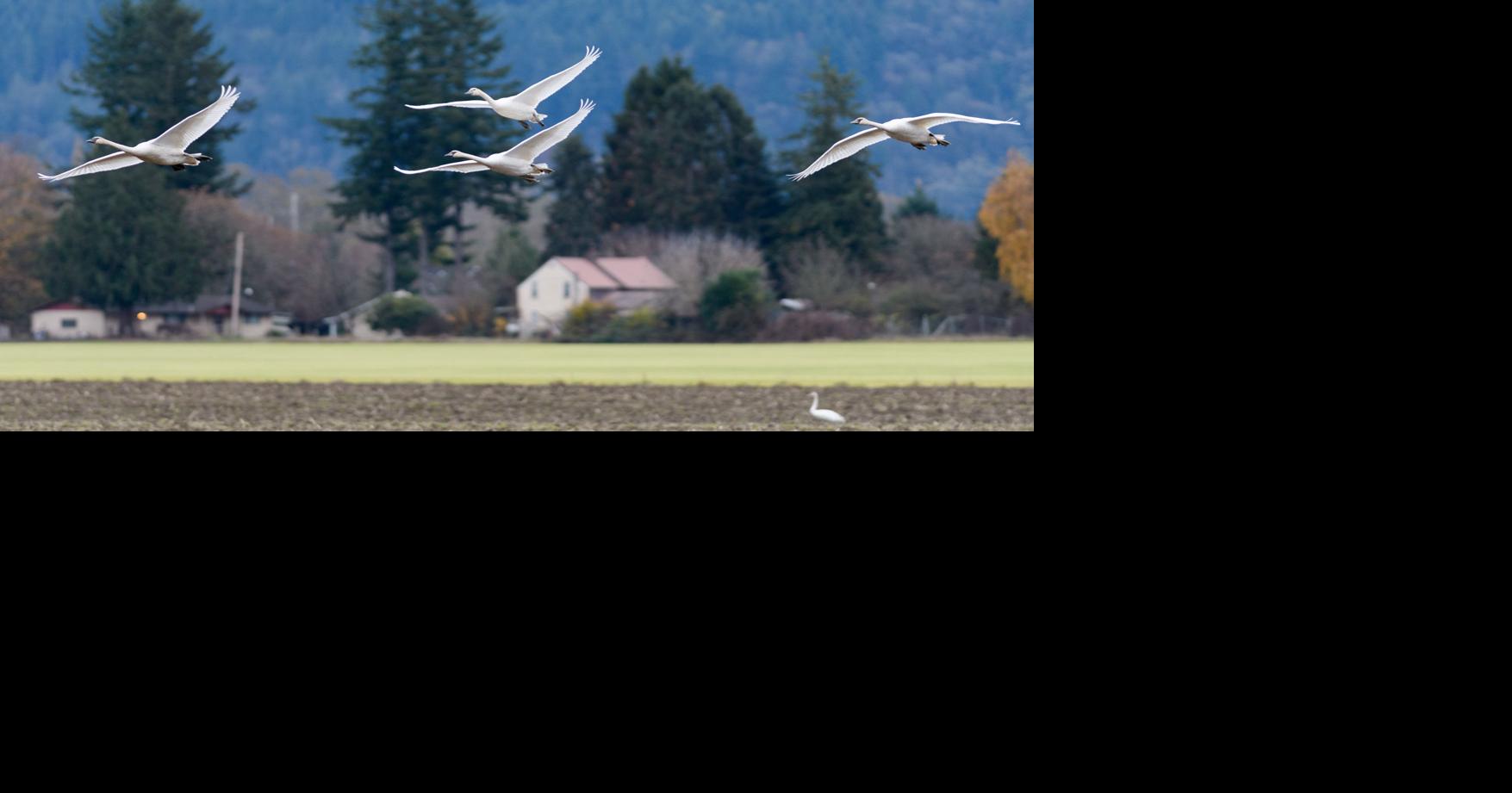 Swans return to the Skagit Valley | Environment | goskagit.com