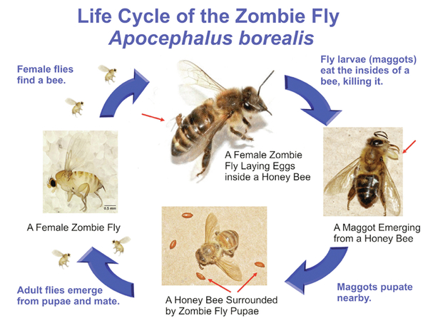 Rise of the ‘zombie’ bees | All Access | goskagit.com