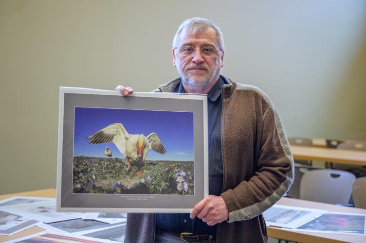 Russian biologist has gained an understanding of snow geese | Local ...