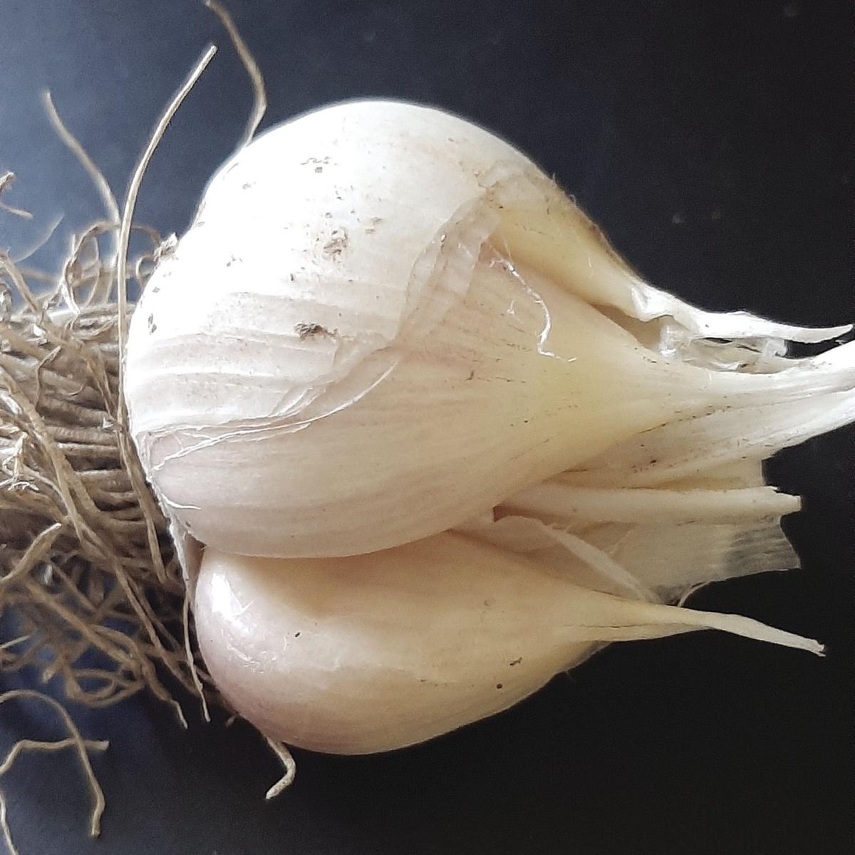 The joys of garlic; ancient plant has many practical uses ...