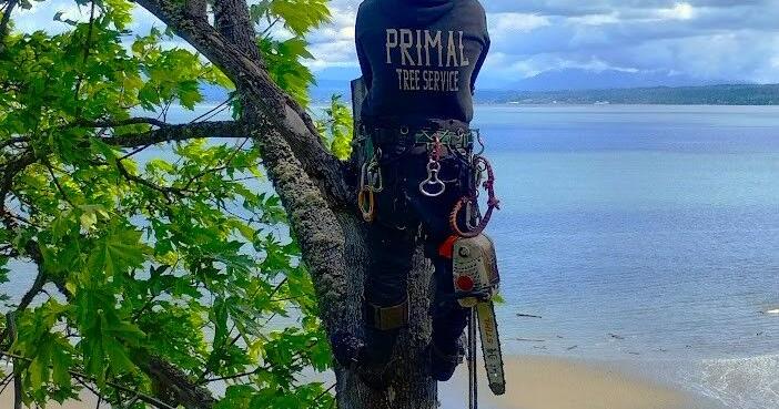 Primal Tree Service Sets the Standard for Quality Tree Care | Best of ...