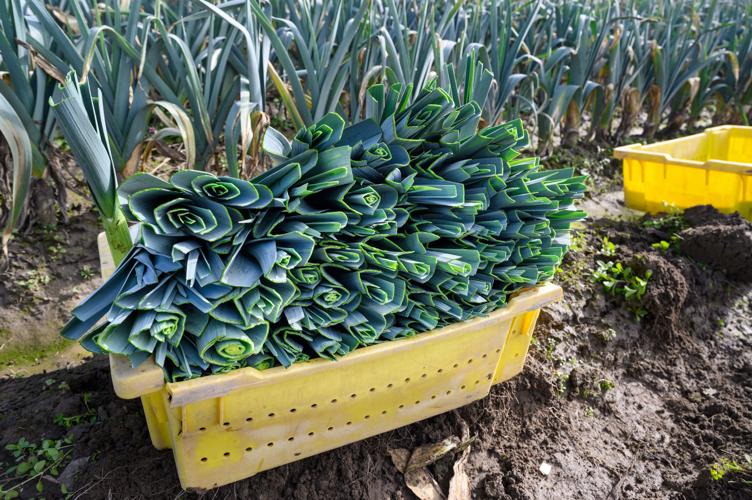 Ralph’s Greenhouse finds success with organic leeks | Local News ...