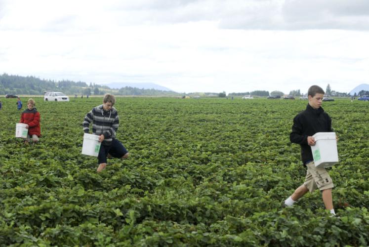 Free strawberry picking at Sakuma Bros. Farm | Gallery | goskagit.com