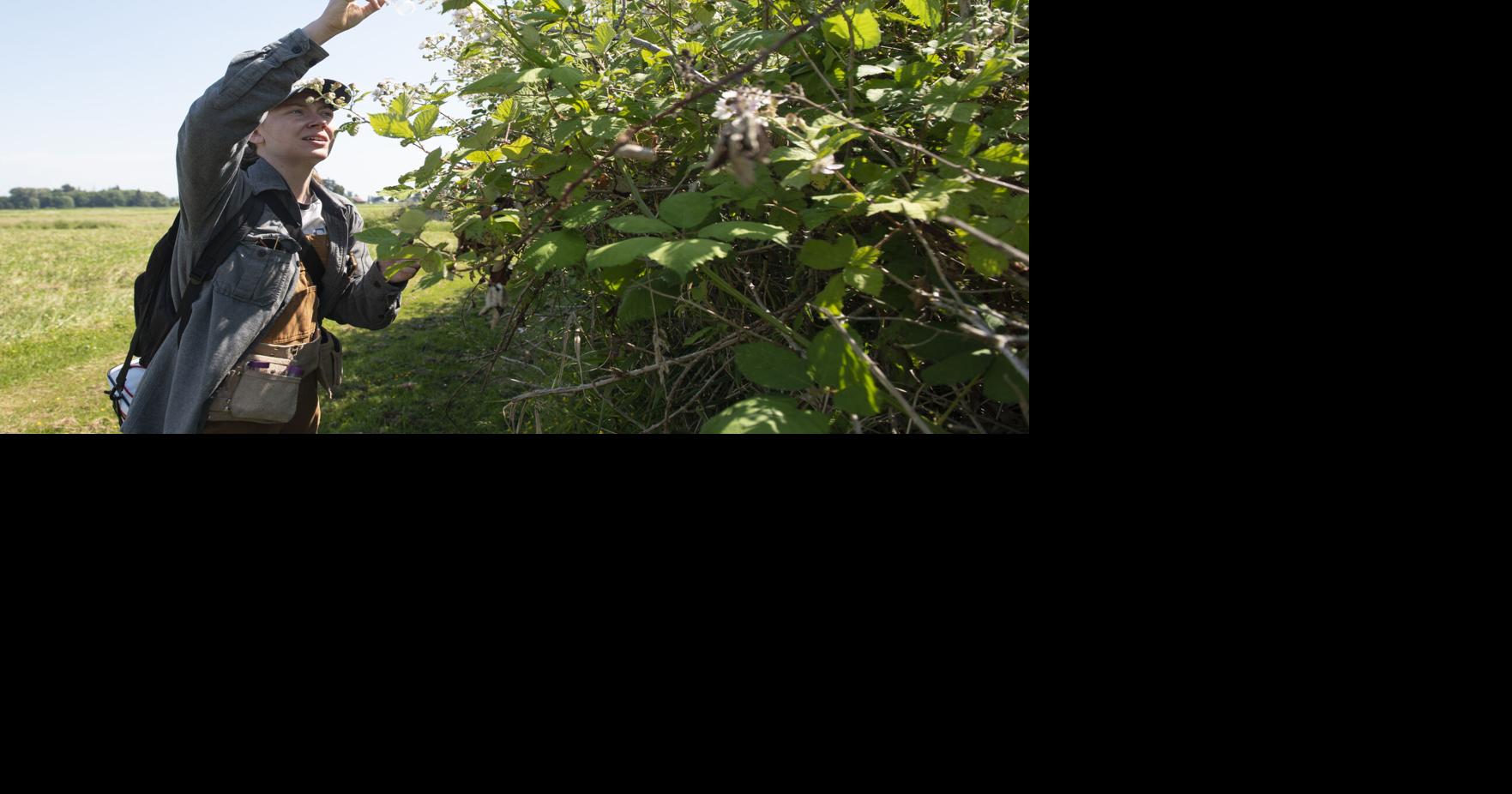 Study being done to get a better understanding of area's bumblebees ...