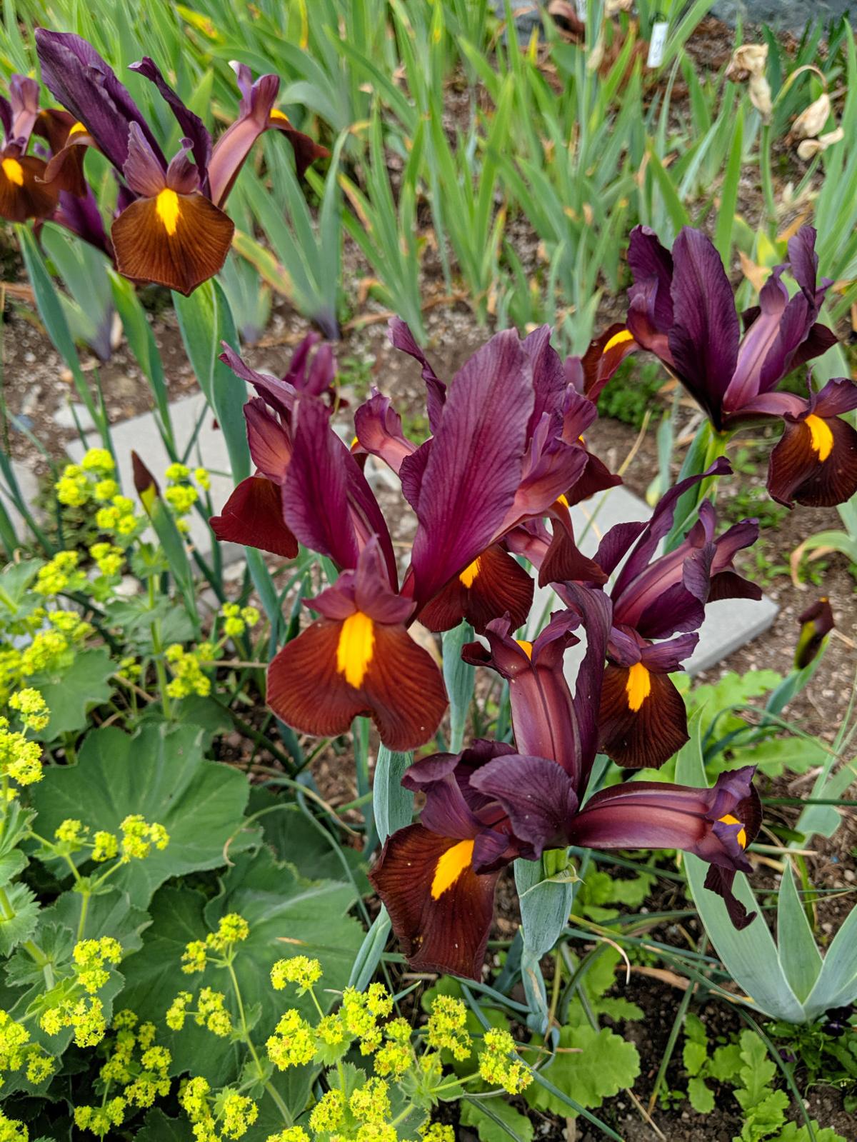 Ask the Master Gardener: The magic of irises, the backbone of a ...