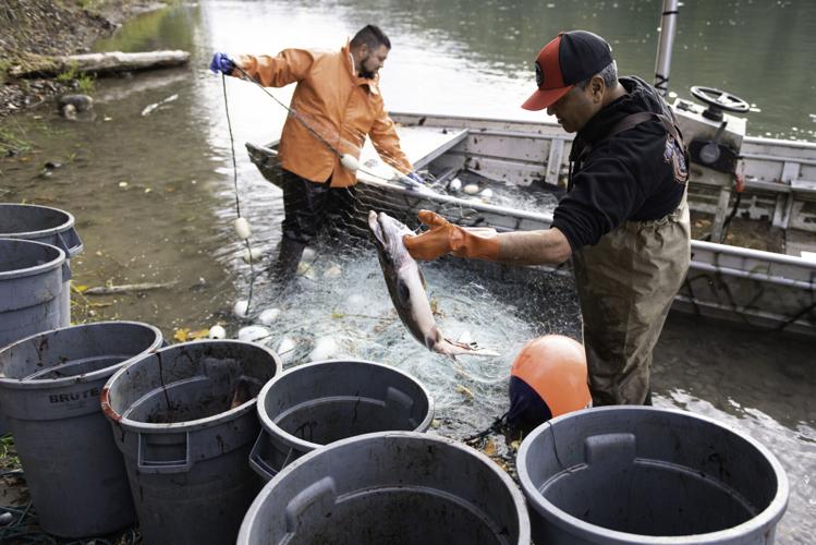 Effects of Boldt decision felt 50 years later | Environment | goskagit.com