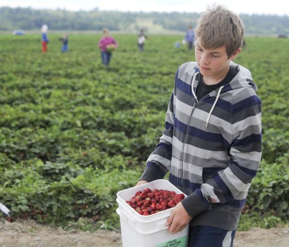Free strawberry picking at Sakuma Bros. Farm | Gallery | goskagit.com