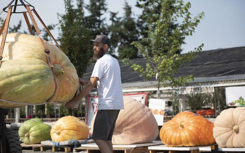 Giant pumpkins compete in 13th annual Skagit Valley festival ...