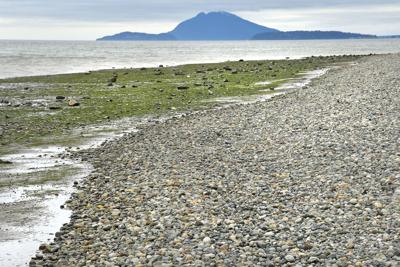 Padilla Bay researchers discuss recent findings | Environment ...