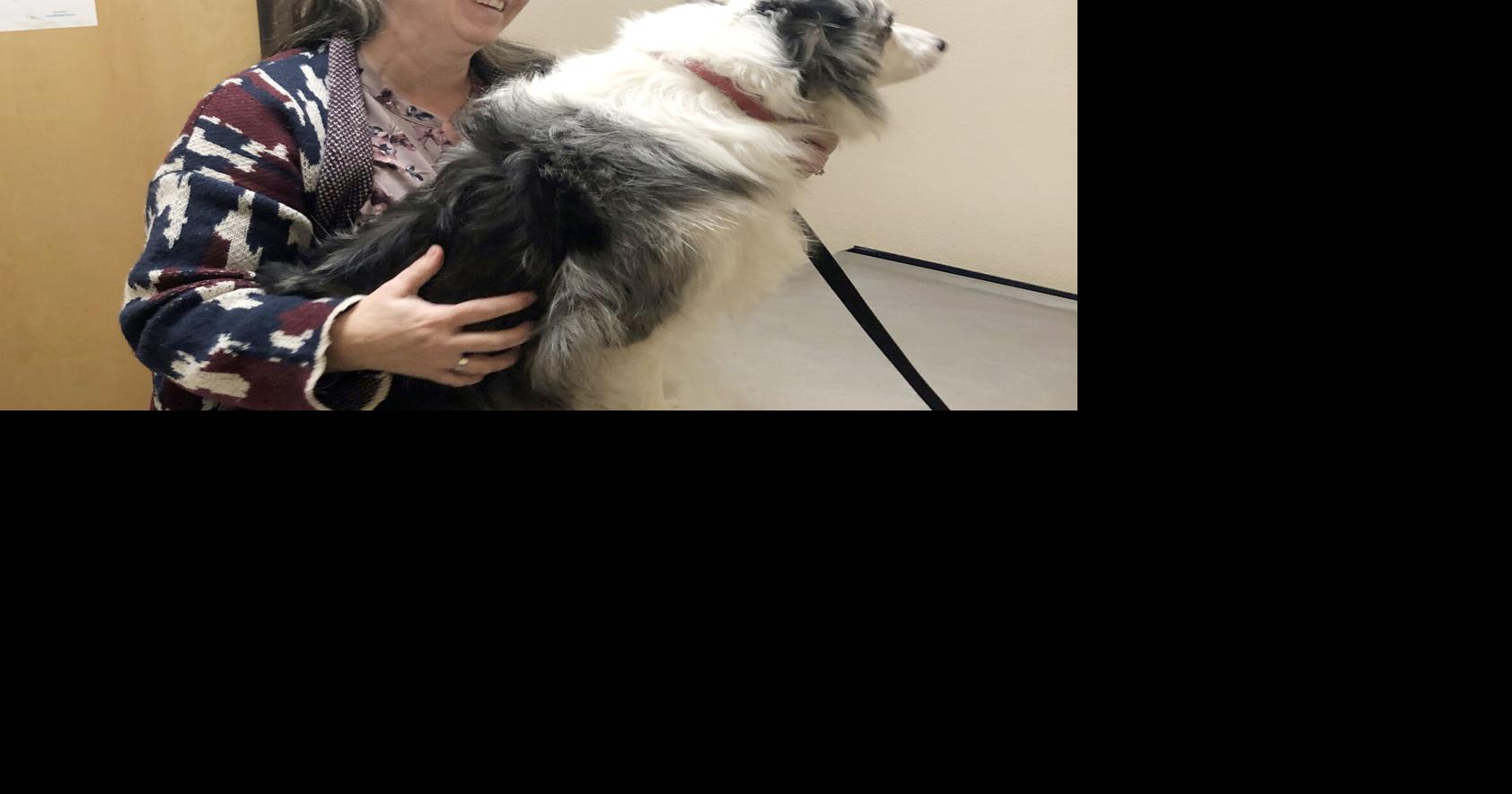 Area veterinary clinics, shelters facing challenges | | goskagit.com