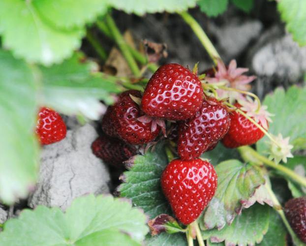 Free strawberry picking at Sakuma Bros. Farm | Gallery | goskagit.com