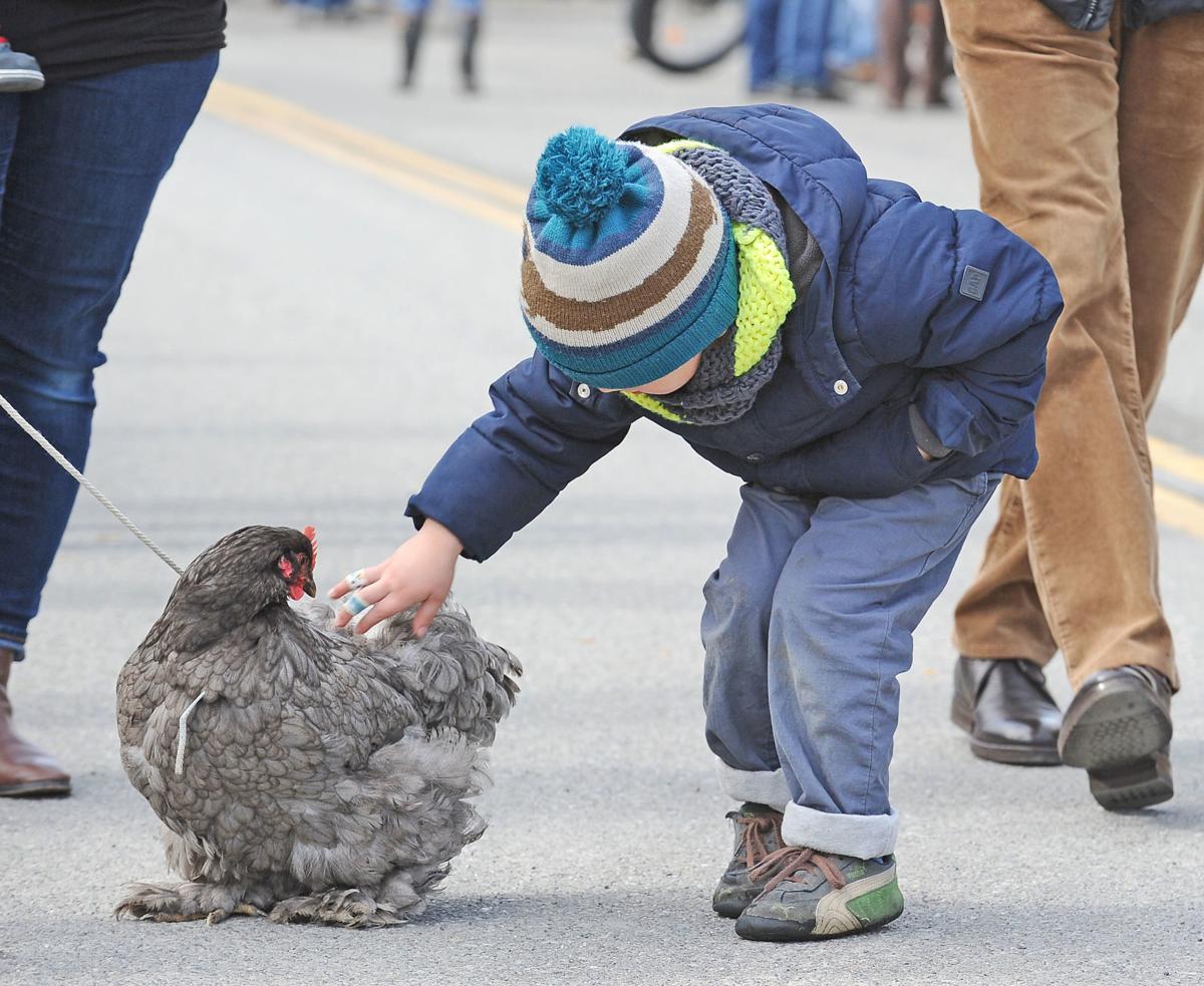 A parade for the birds | Local News | goskagit.com