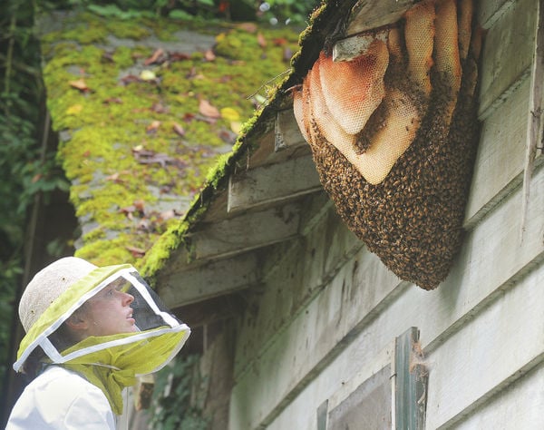 Big beehive in Bow offers close look at pollinators | All Access ...
