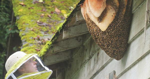Big beehive in Bow offers close look at pollinators | All Access ...